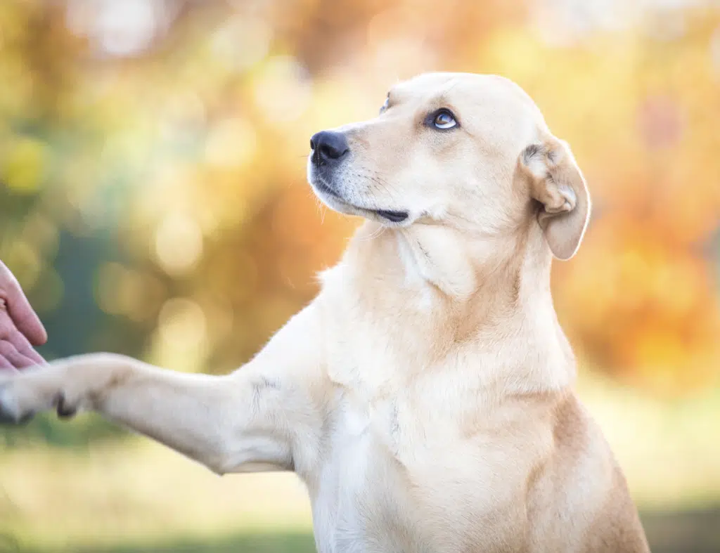 It's time to pause for Paws For Pets - Baltimore Positive WNST